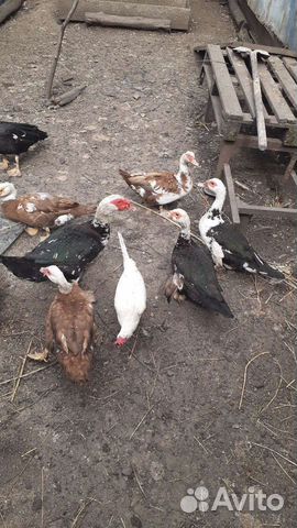 Мускусные утки