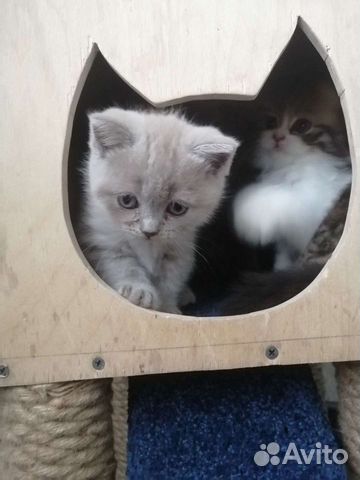 Шотландские котята