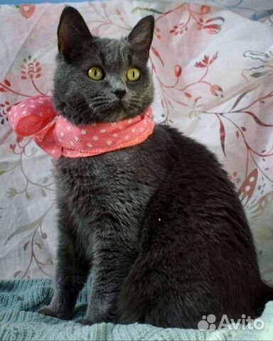 Русская голубая