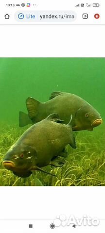 Живая рыба