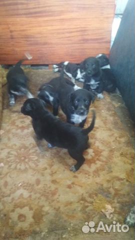 Щенята курцхаар