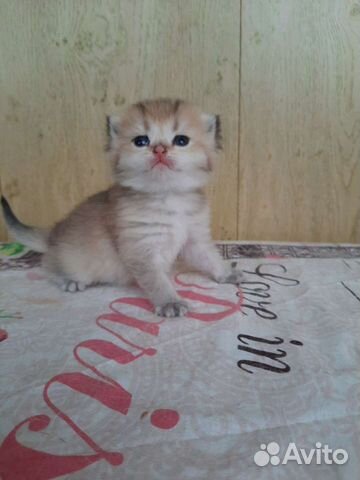 Девочка шиншилла