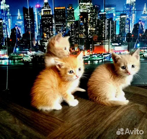 Котята (2 месячные) отдаём в добрые руки