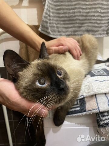 Кот сиамский найден