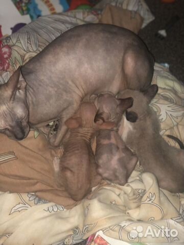 Канадские велюровые малыши