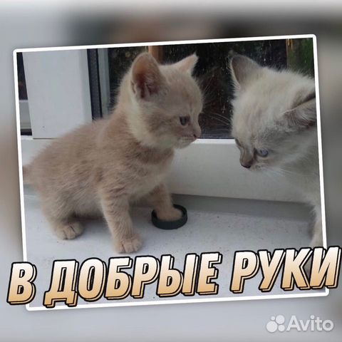 В добрые руки