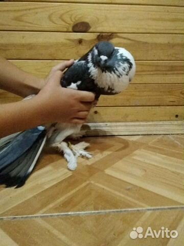 Голубь дутыш