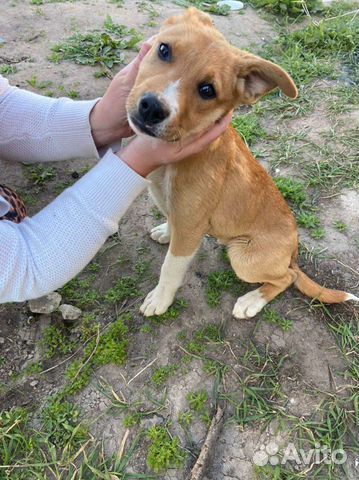 Щенок 3.5 мес