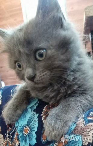 Котята в добрые руки приучены к лотку