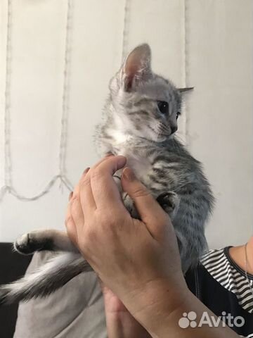 Кошка