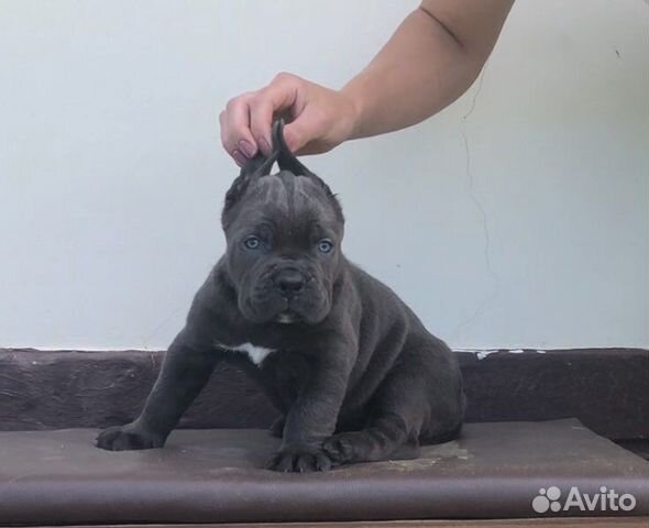 Девочка кане корсо