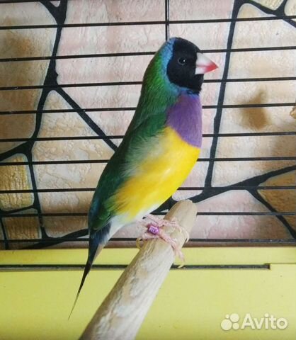 Амадины Гульда - птенцы 2021