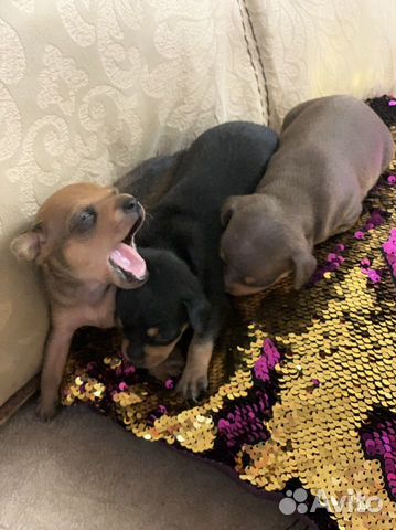 Щенки русский той-терьер