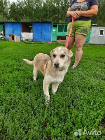 Гая в добрые руки