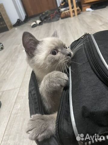 Шотланский котенок