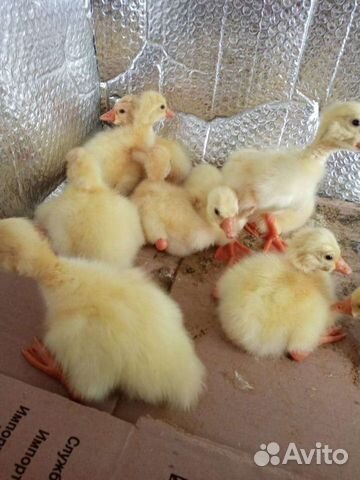 Гусята суточные, Индоутята