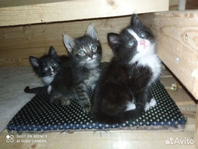 Очаровательные малыши ждут любящих хозяев