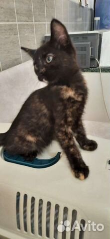 В добрые руки