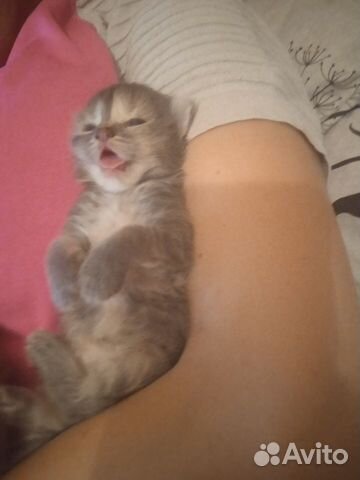 Котята Турецкой ангоры