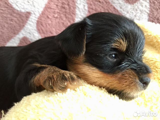 Продажа йоркширских терьеров