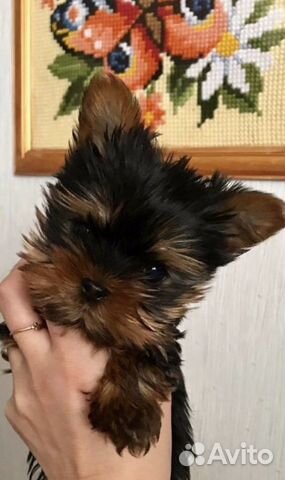 Резерв щенков йорков