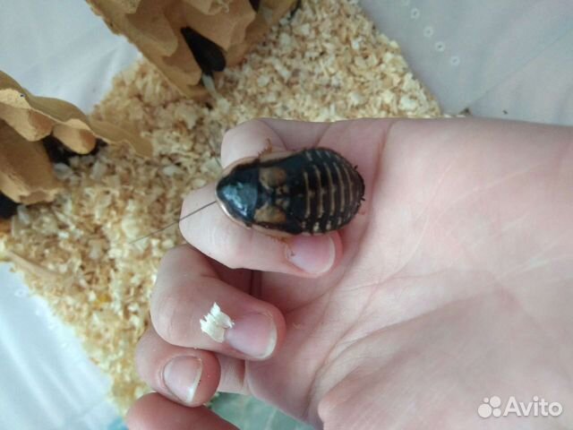 Таракан аргентинский блаптика