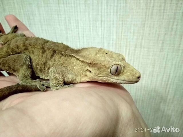 Бананоед в хорошие руки