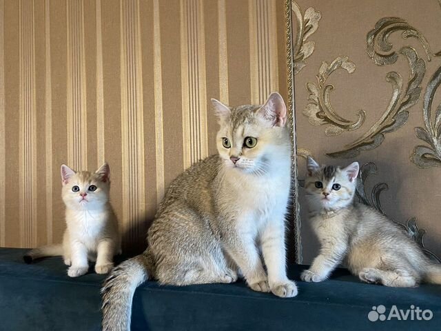 Британская золотая шиншилла