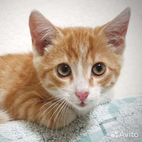 Рыжее счастье ищет дом