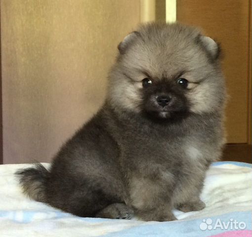 Медвежонок пом