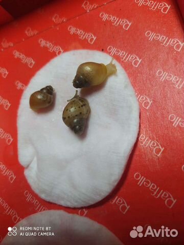 Улитки ахатины Выхино