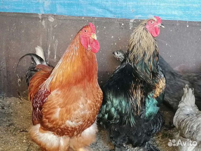 Продам петушков брама