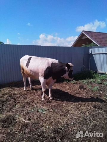 Бычок на мясо