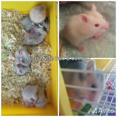 Сирийские хомячата