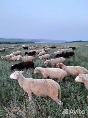 Овцы
