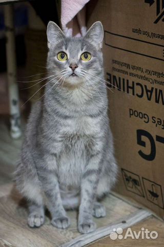 Кошки бесплатно