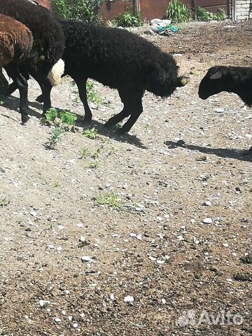 Бараны и валухи