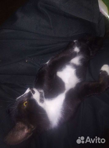 Одам котёнка в хорошие руки