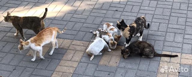 Помогите котятам