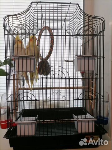 Кореллы (пара) с клеткой