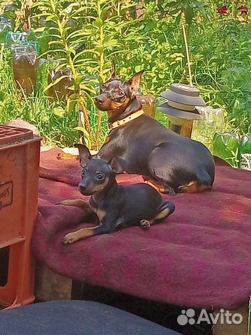 Карликовый пинчер