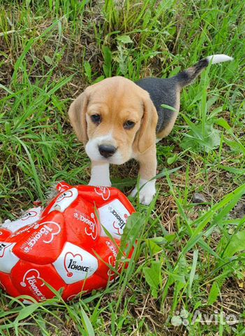 Щенки бигль