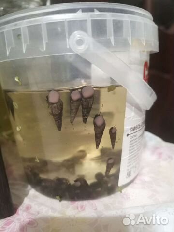 Отдам грунтовые улитки