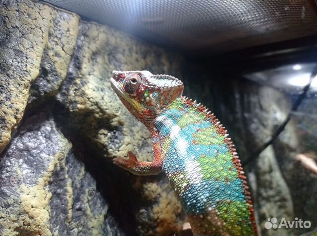 Пантеровый хамелеон (Furcifer pardalis)