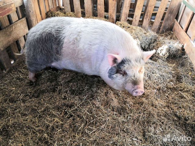 Вьетнамская свиноматка