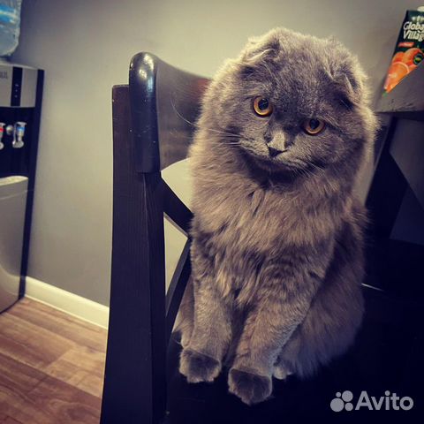 Британские котята