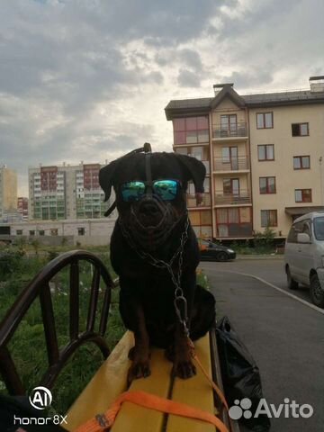 Кобель ищет девочку