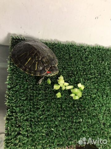 Красноухая черепашка в добрые руки