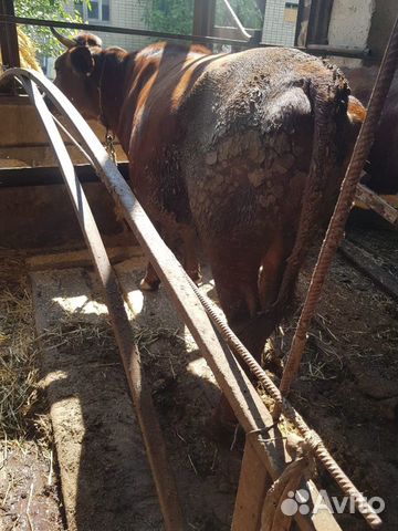 Откормленные, молодая тёлка и корова