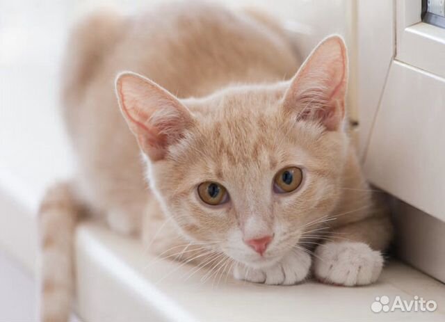 Красивый персиковый котенок Сеня 3,5 месяца в дар